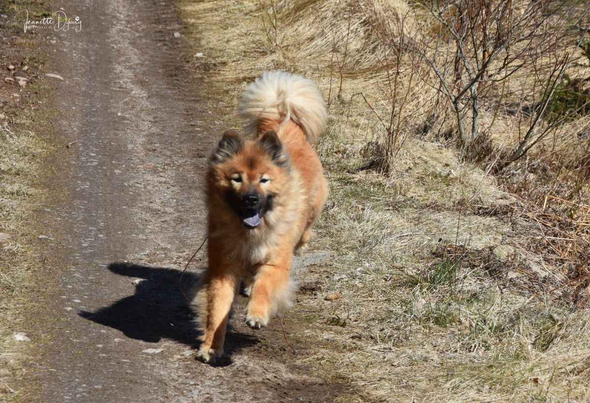Även ”den gamla” kan! – Zetill´s kennel
